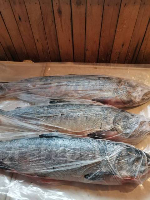 Продам рыбу Кета, в наличии. Цена: 400₽ во Владивостоке