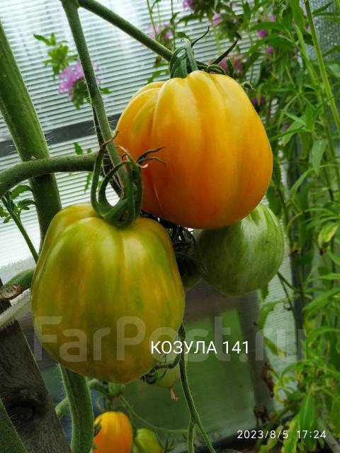 Семена томата Козула 141, новый, в наличии. Цена: 40₽ во Владивостоке