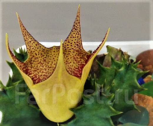 Huernia 'Barbata', Ravelskloof, NNE. Jansenville - суккулент, в наличии ...