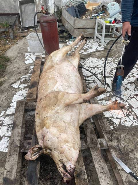 Домашнее сало опт, в наличии. Цена: 420₽ во Владивостоке