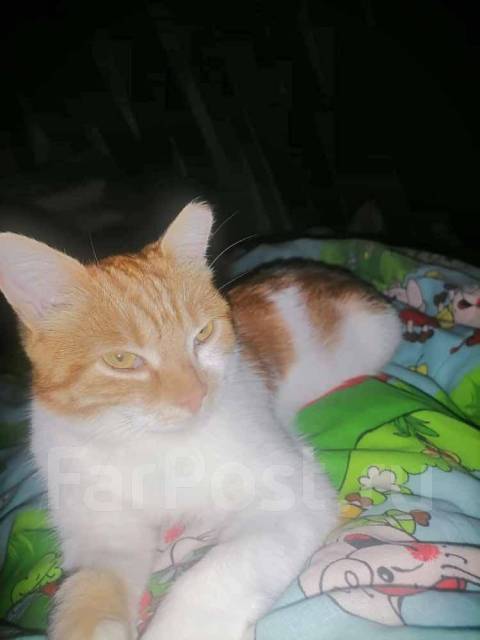 Беспородная кошечка, в наличии. Цена: 5₽ во Владивостоке