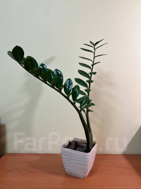 Замиокулькас (долларовое дерево), в наличии. Цена: 950₽ во Владивостоке