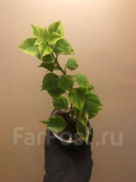 Бугенвиллия (Mini Thai Variegata), в наличии. Цена: 250₽ во Владивостоке