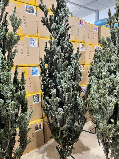 Продам Живые Новогодние Елки, новый, в наличии. Цена: 3 000₽ во ...