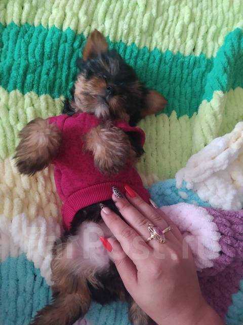 Йоркширский терьер мини, в наличии. Цена: 23 000₽ во Владивостоке