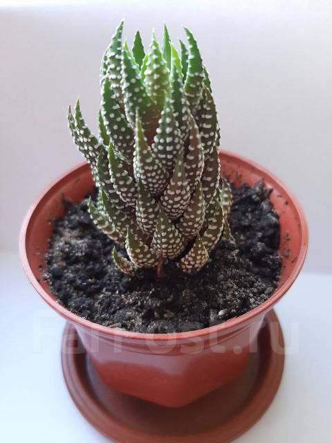Хавортия Рейнвардта (Haworthia reinwardtii), в наличии. Цена: 100₽ во ...