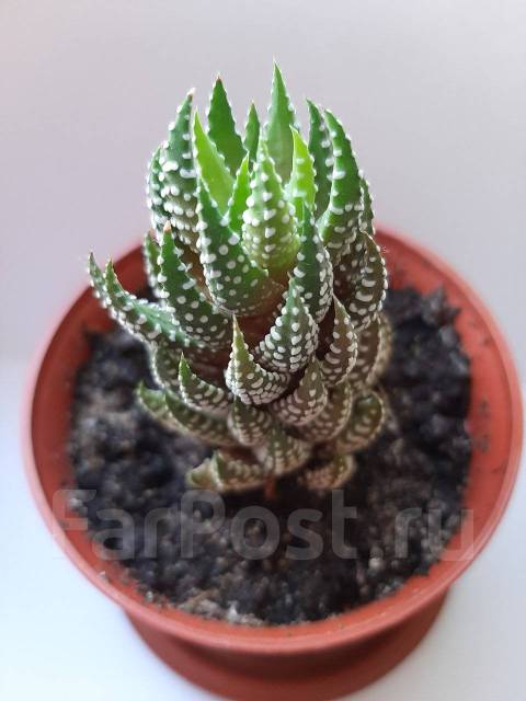 Хавортия Рейнвардта (Haworthia reinwardtii), в наличии. Цена: 100₽ во ...