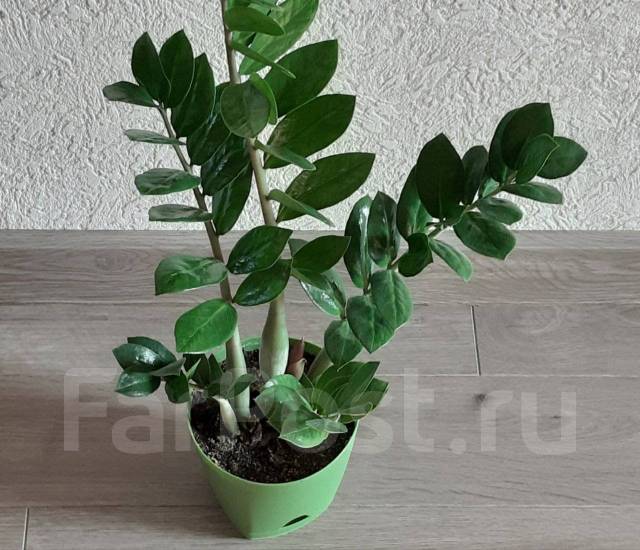 Замиокулькас (долларовое дерево), для дома и офиса), в наличии. Цена: 3 ...