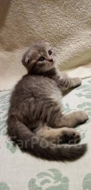 Шотландский вислоухий котенок, в наличии. Цена: 13 000₽ во Владивостоке