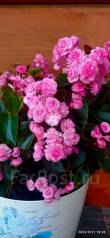 Бегония Бауэра “Персидская парча”- Begonia bowerae “Persian brocade” во ...
