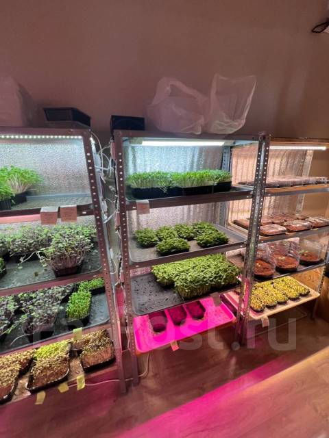 Стеллаж для выращивания рассады, в наличии. Цена: 20 000₽ в Хабаровске