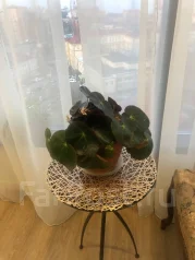 Бегония Бауэра “Персидская парча”- Begonia bowerae “Persian brocade” во ...