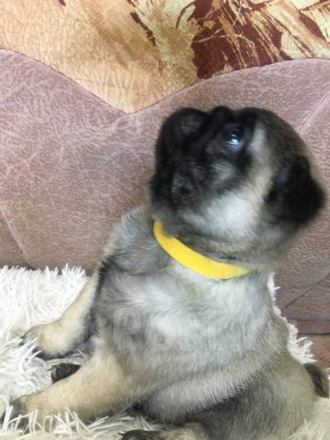 Щенки мопса. Подарок к 8 марта в Находке