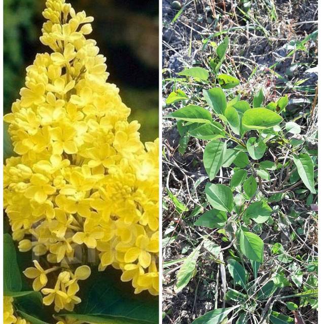 Сирень желтая, саженец 30/40 см, саженцы, новый, под заказ. Цена: 6 500 ...