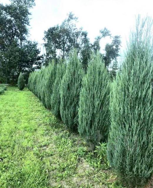 Семена можжевельника скального 10 штук, новый, в наличии. Цена: 250₽ во ...