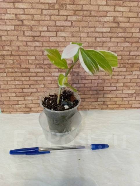 Костус Арабикус вариегатный, в наличии. Цена: 400₽ во Владивостоке