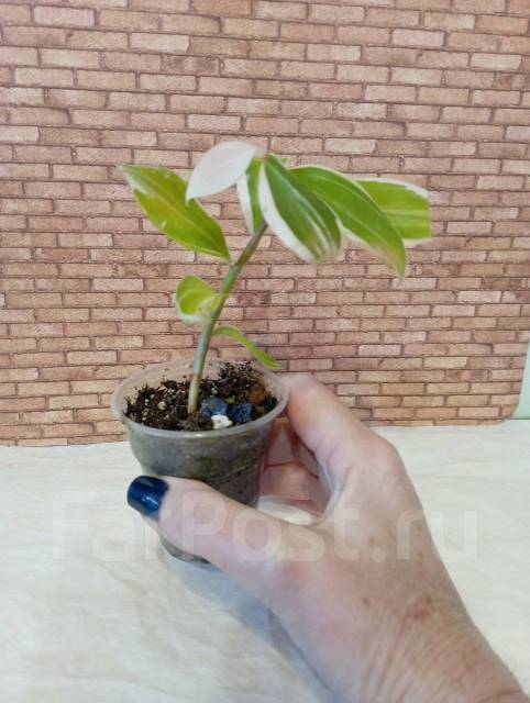 Костус Арабикус вариегатный, в наличии. Цена: 400₽ во Владивостоке