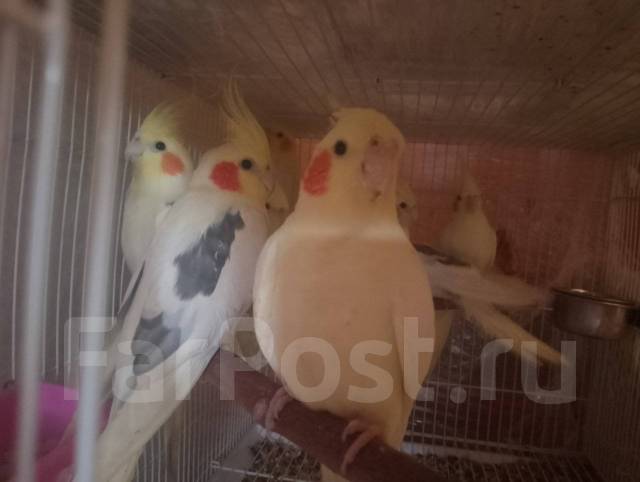 Попугай Корелла, в наличии. Цена: 4 000₽ во Владивостоке