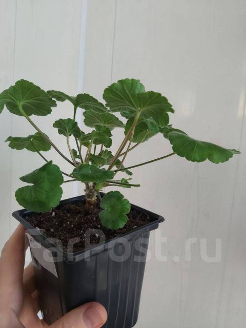 Dragonfly's Ebba Novis, пеларгония, в наличии. Цена: 1 100₽ во Владивостоке