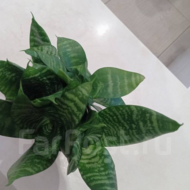 Сансевиерия, щучий хвост, тещин язык, в наличии. Цена: 400₽ во Владивостоке