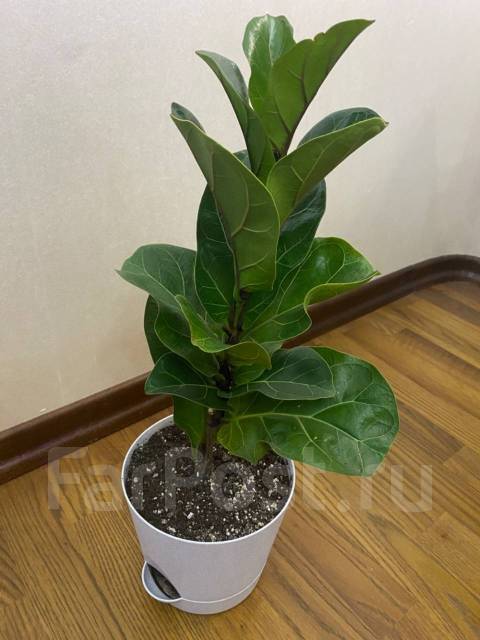 Фикус лировидный, в наличии. Цена: 2 600₽ во Владивостоке