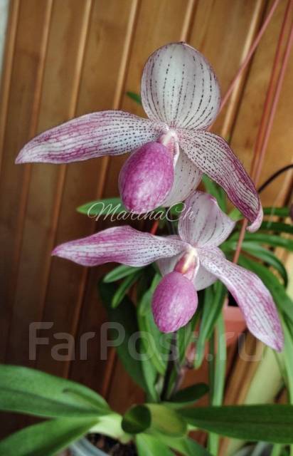 Орхидея пафиопедилум paph. delrosi, зацветает, в наличии. Цена: 5 000 ...