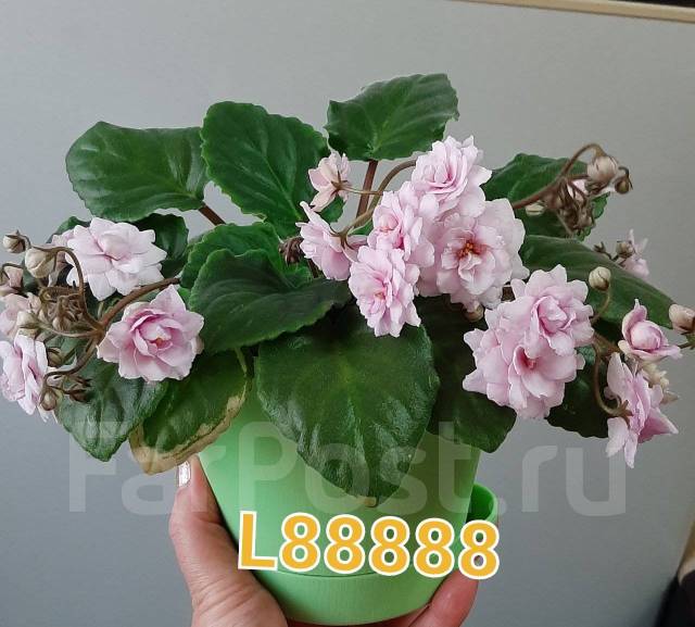 Фиалка Rob's Vanilll, цветёт, красивый подарок, в наличии. Цена: 1 500 ...