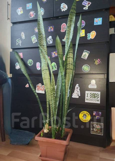 Щучий хвост, в наличии. Цена: 1 000₽ во Владивостоке