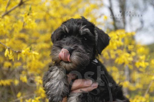 Цвергшнауцер, в наличии. Цена: 50 000₽ в Находке