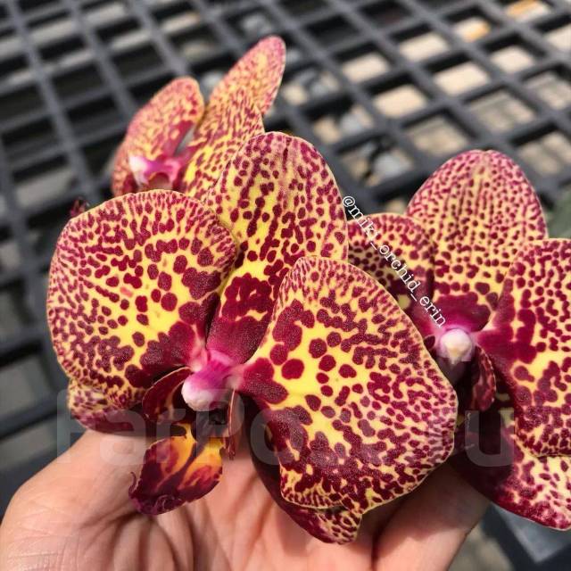 Орхидея Phal. I-Hsin Yellow Leopard, в наличии. Цена: 1 680₽ в Находке