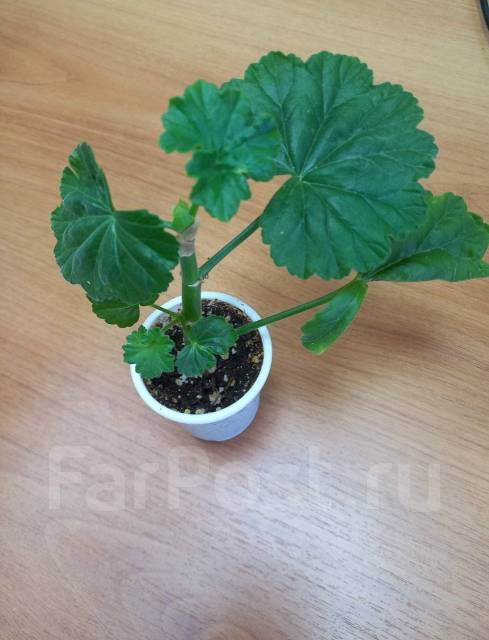 Пеларгония Anita, в наличии. Цена: 100₽ во Владивостоке