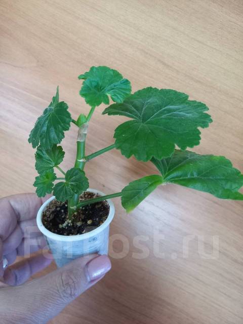 Пеларгония Anita, в наличии. Цена: 100₽ во Владивостоке