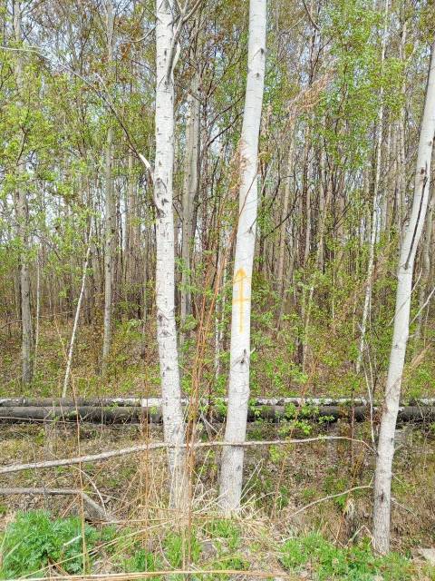 Земля 22 сотки в с. Матвеевка, 2 200 кв. м. аренда, есть подъездные ...