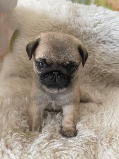 Мопс(щенок) с документами, в наличии во Владивостоке