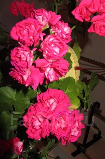 Пеларгония плющелистная Sybil Holmes стартёр в горшочке, в наличии ...