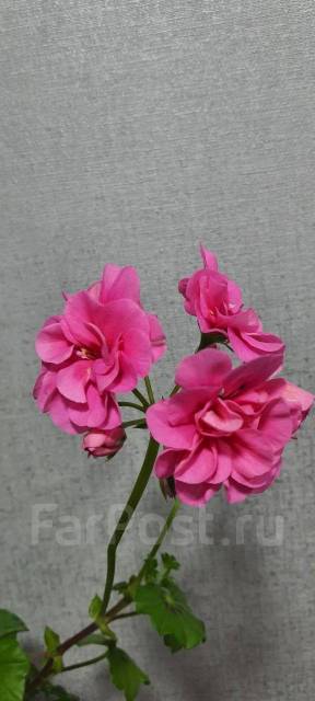 Пеларгония PAC Pink Sybil, в наличии. Цена: 150₽ во Владивостоке