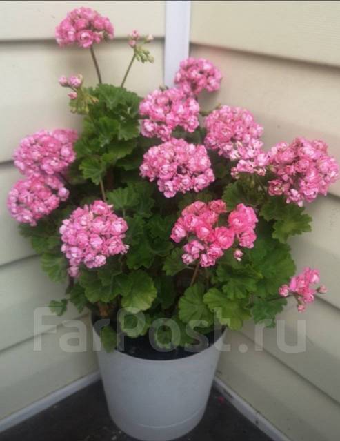 Пеларгония Anita, в наличии. Цена: 350₽ во Владивостоке