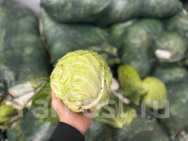 Капуста Белокочанная КНР во Владивостоке, в наличии. Цена: 40₽