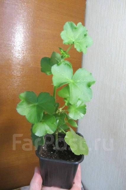 Пеларгония плющелистная Sybil Holmes стартёр в горшочке, в наличии ...