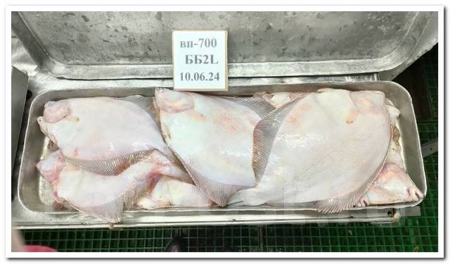 Камбала белобрюхая н. р, в наличии. Цена: 168₽ во Владивостоке