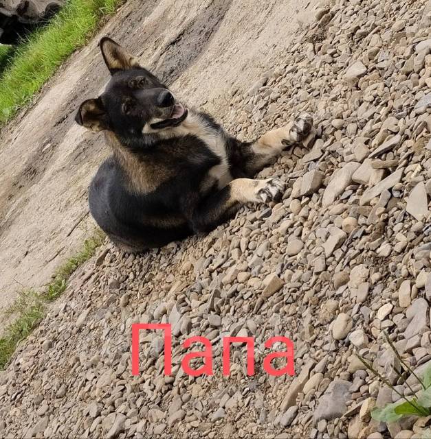 Отдам щенят в добрые руки смесь хаски во Владивостоке