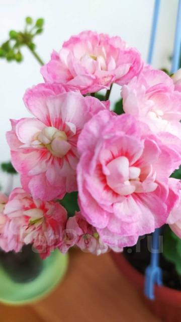 Пеларгония Dragonfly's Ebba Novis, в наличии во Владивостоке