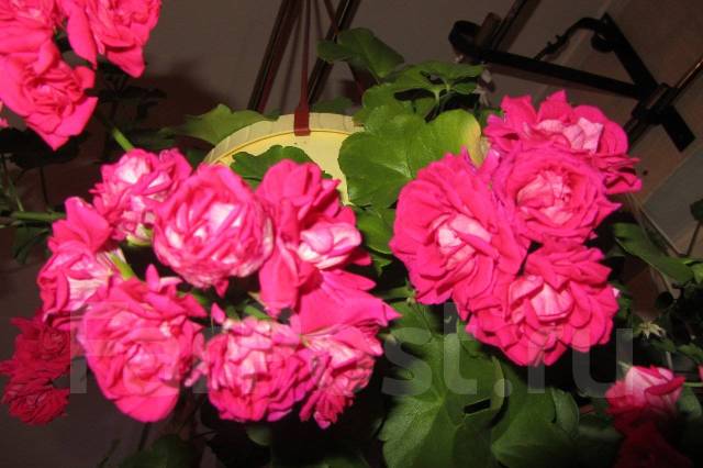 Пеларгония плющелистная Sybil Holmes стартёр, в наличии. Цена: 390₽ во ...