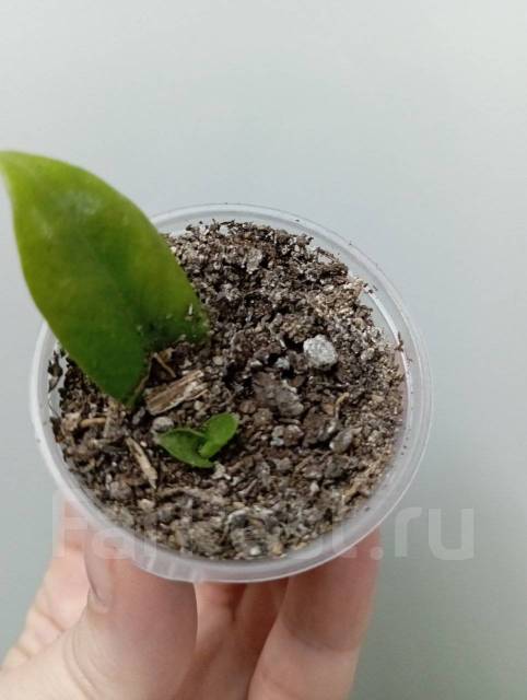 Замиокулькас Зензи, в наличии. Цена: 400₽ во Владивостоке