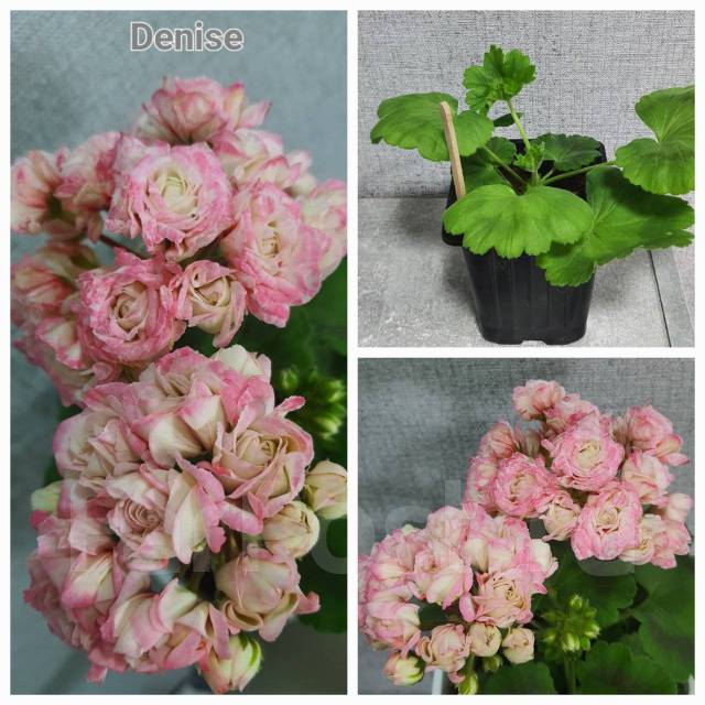 Пеларгония Пеларгония Denise (Sutarve), в наличии. Цена: 350₽ во ...