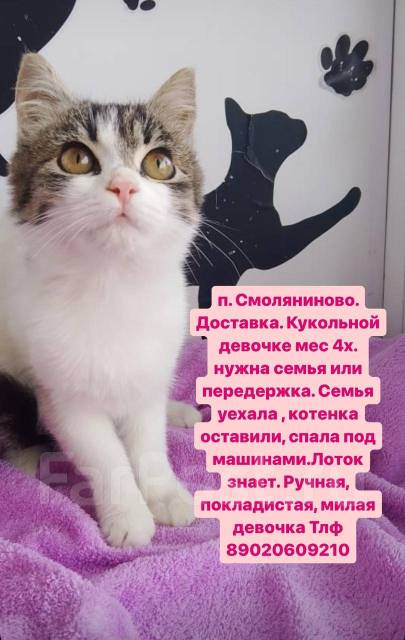 Котенок ищет дом, в наличии. Цена: 1₽ во Владивостоке
