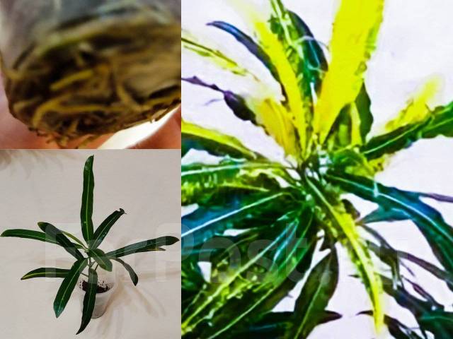 Кротон (кодиеум) узколистный, в наличии. Цена: 250₽ во Владивостоке