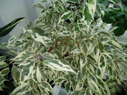 Фикус Бенджамина «Лакиа»- F.benjamina «Laguia», в наличии. Цена: 700 ...