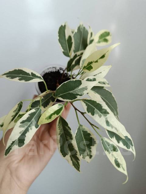 Фикус Бенджамина «Лакиа»- F.benjamina «Laguia», в наличии. Цена: 700 ...