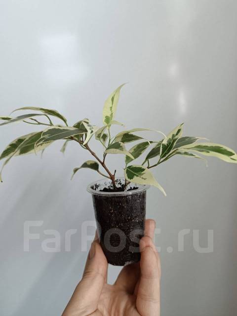 Фикус Бенджамина «Лакиа»- F.benjamina «Laguia», в наличии. Цена: 700 ...